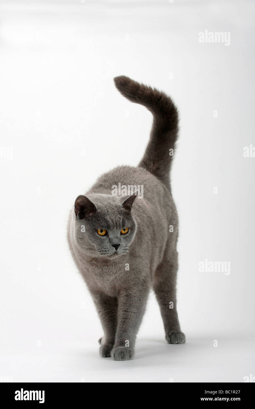 British Shorthair Cat blue tomcat Stock Photo - Alamy