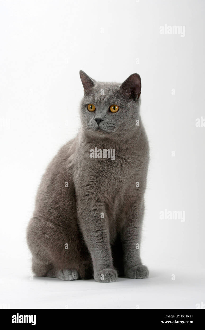 British Shorthair Cat blue tomcat Stock Photo - Alamy