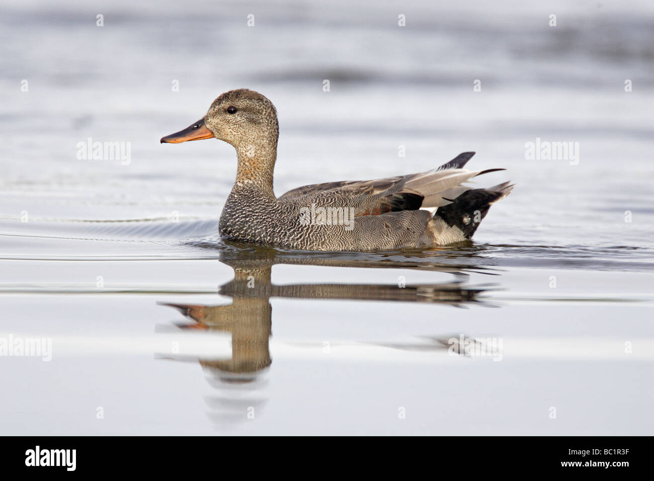 Male Gadwall swimming Stock Photo - Alamy