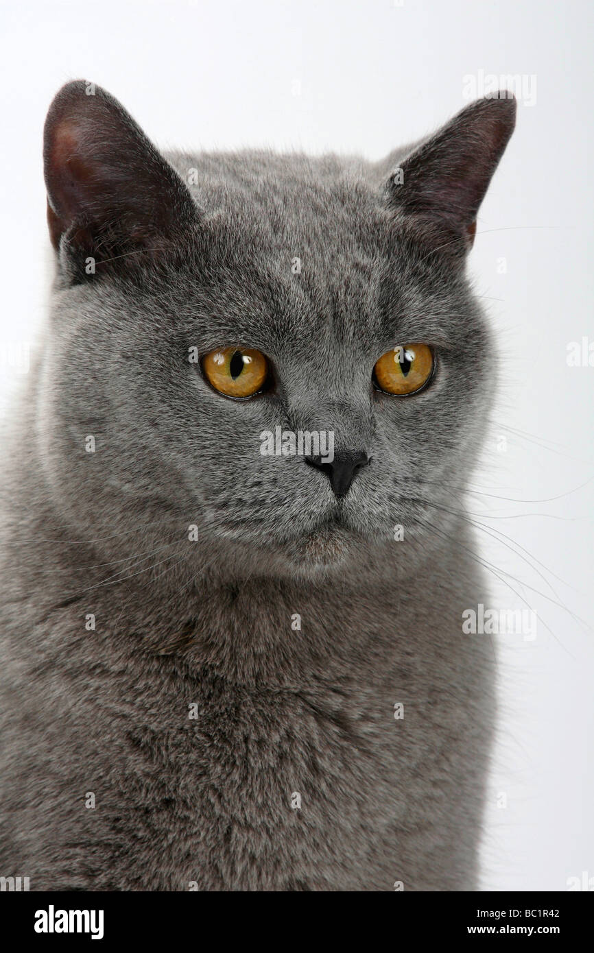 British Shorthair Cat blue tomcat Stock Photo - Alamy