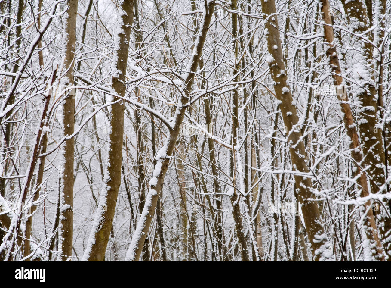Snow covered trees in Kent England Stock Photo - Alamy