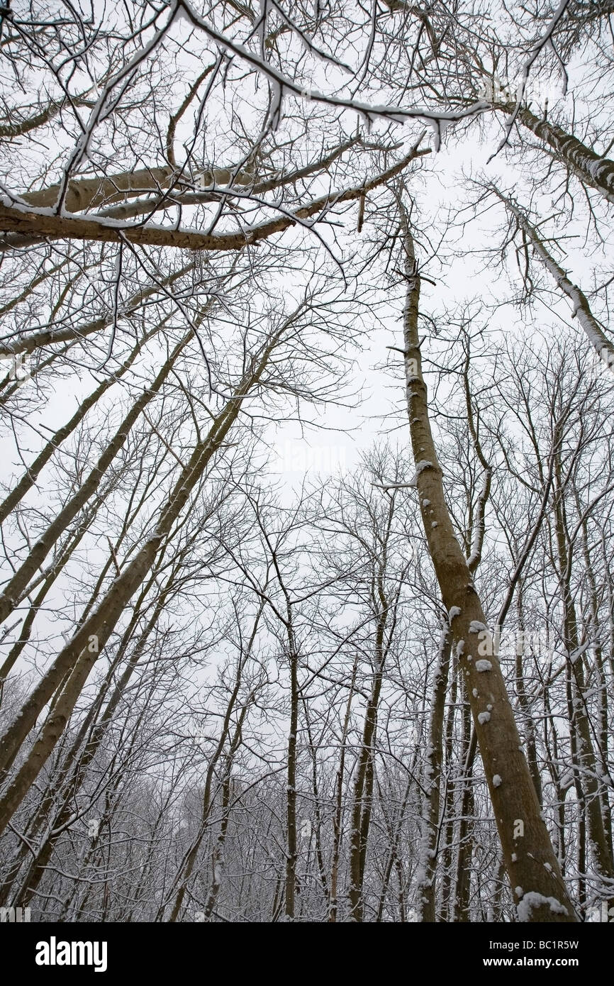Winter scene in forest. Kent, England Stock Photo - Alamy