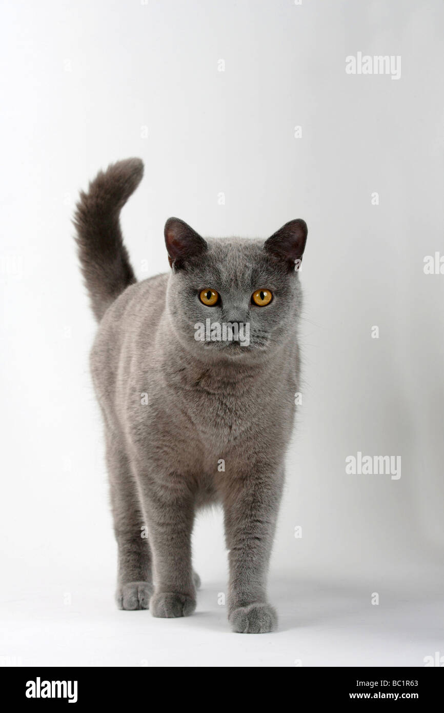 British Shorthair Cat blue tomcat Stock Photo - Alamy