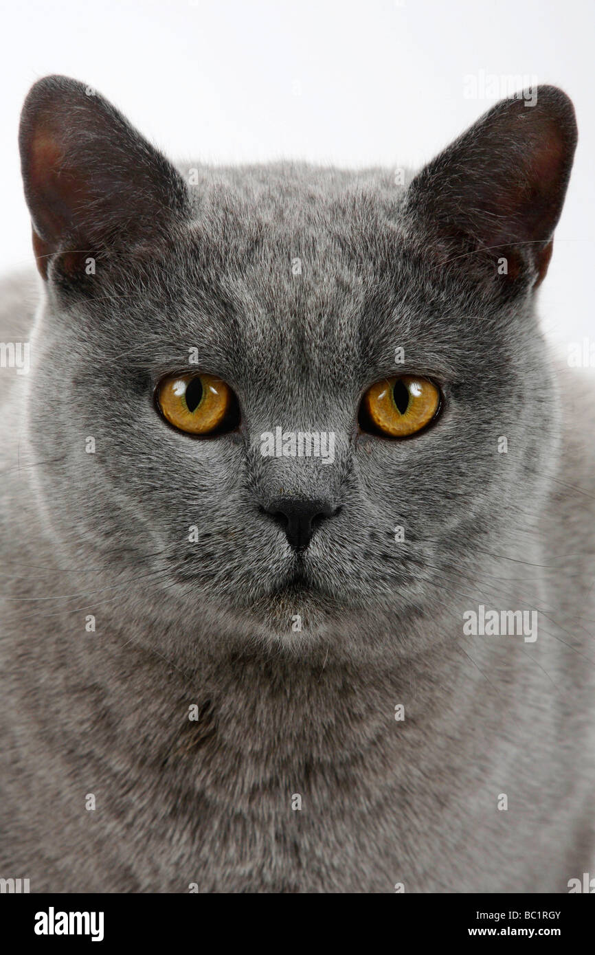British Shorthair Cat blue tomcat Stock Photo - Alamy