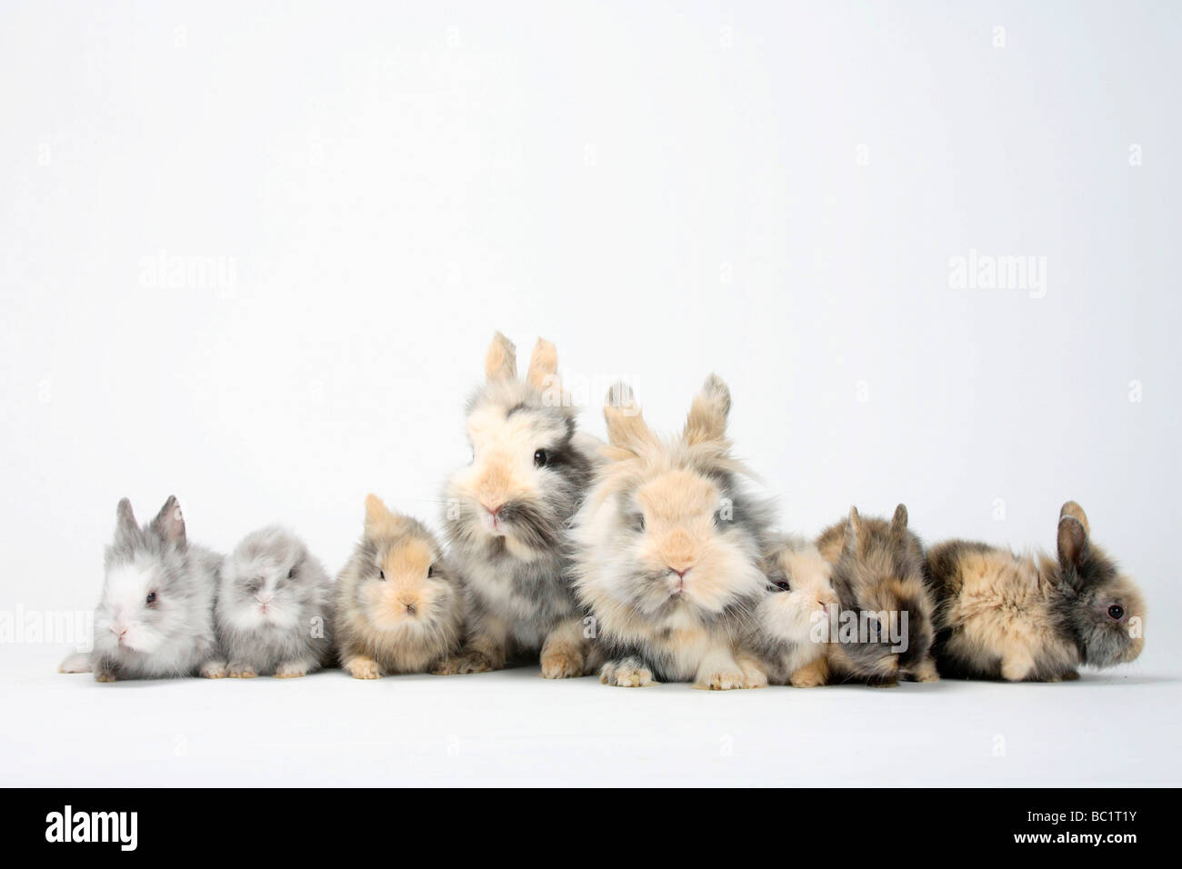 Rabbits from the front hi-res stock photography and images - Alamy