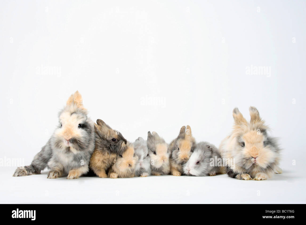 Family of rabbits hi-res stock photography and images - Alamy