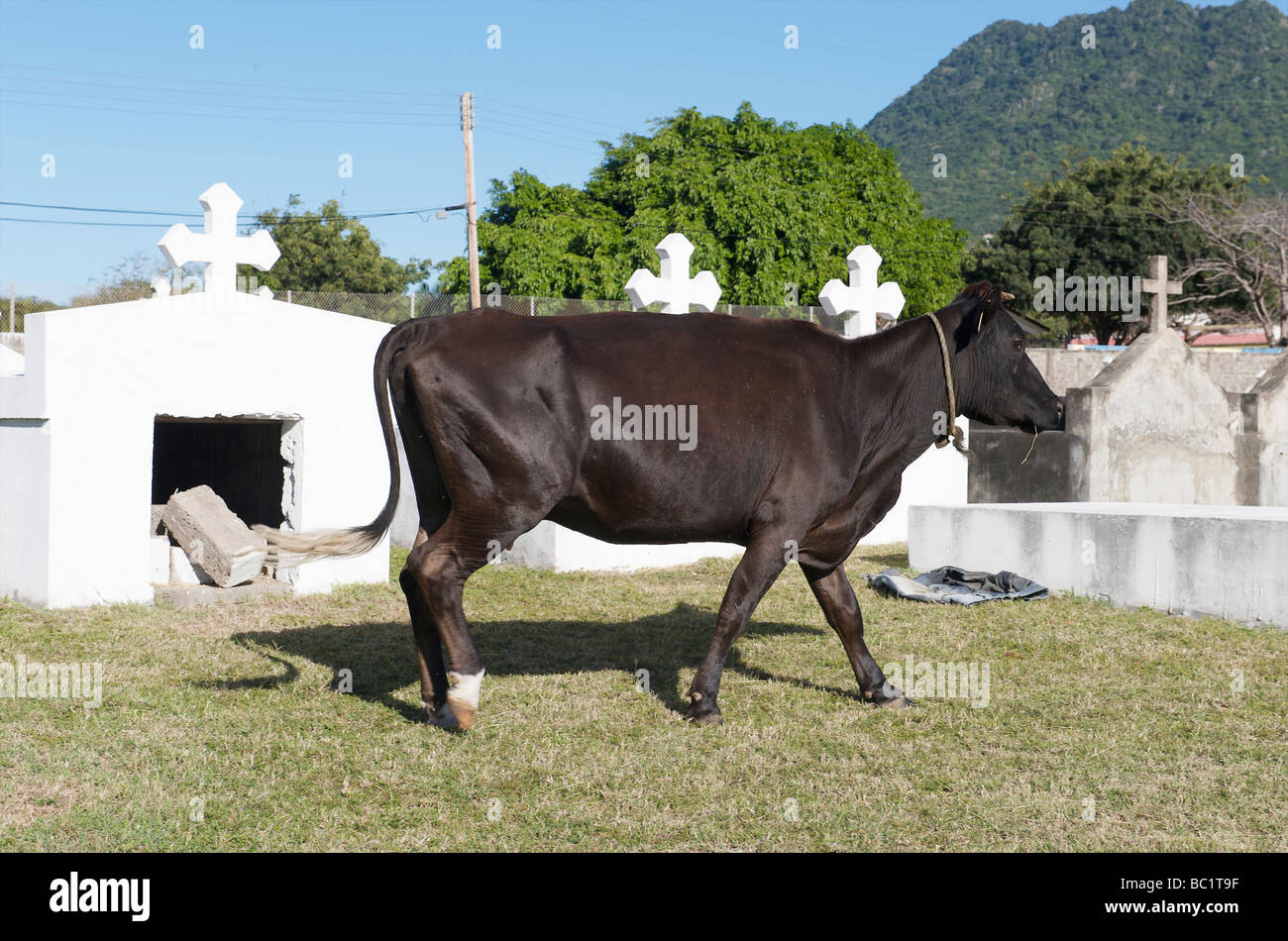 Animal graveyard hi-res stock photography and images - Alamy