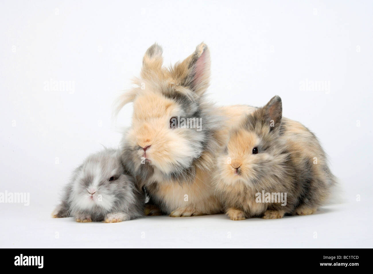 Lion-maned Dwarf Rabbit and youngs Domestic Rabbit Stock Photo - Alamy