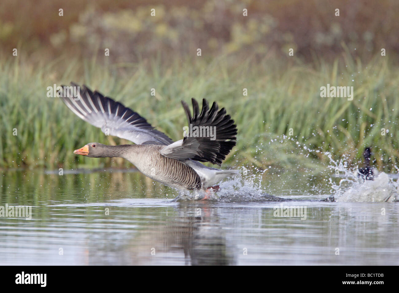 Wild Greylag goose taking off Stock Photo - Alamy