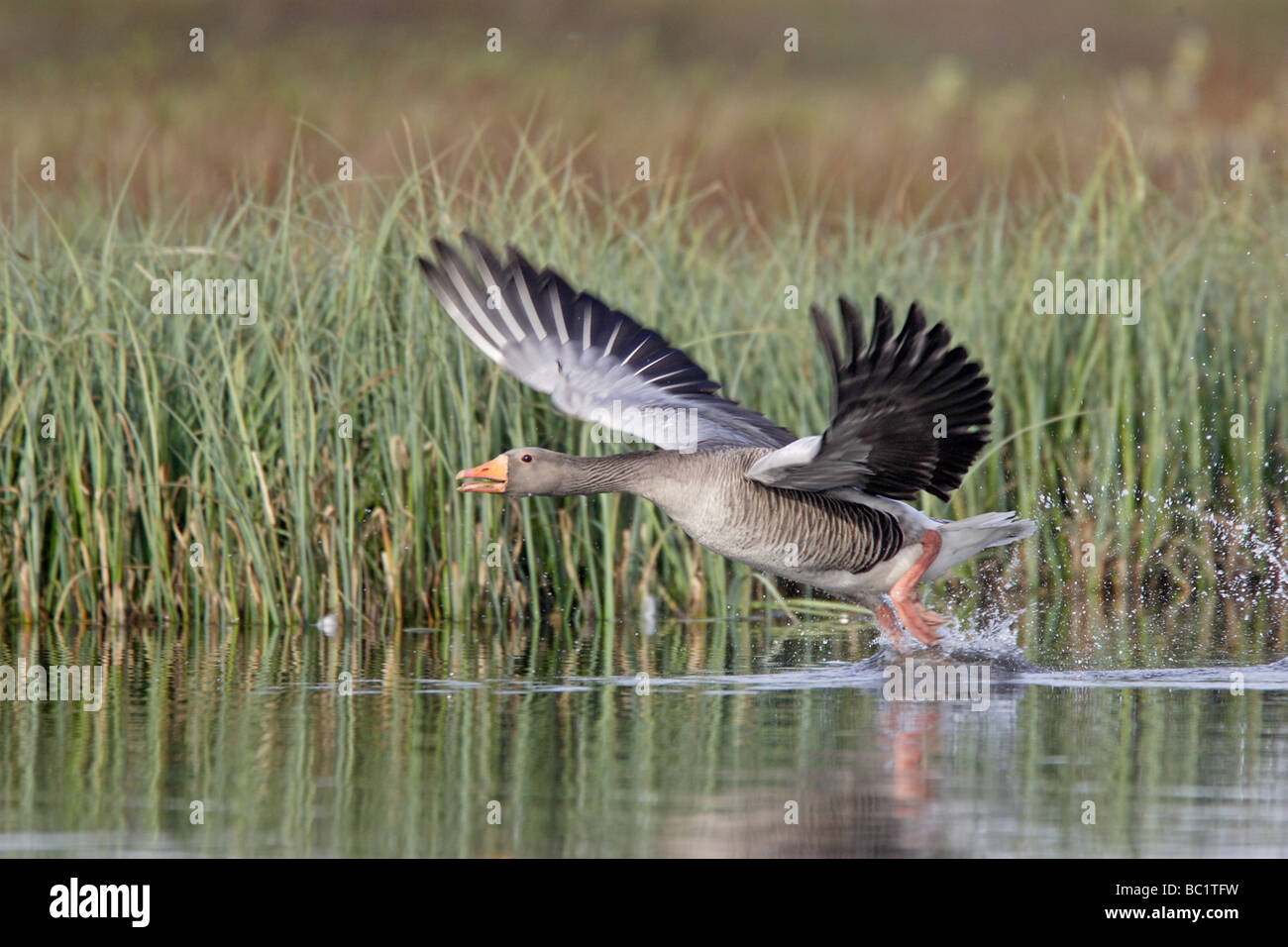 Wild Greylag goose taking off Stock Photo - Alamy