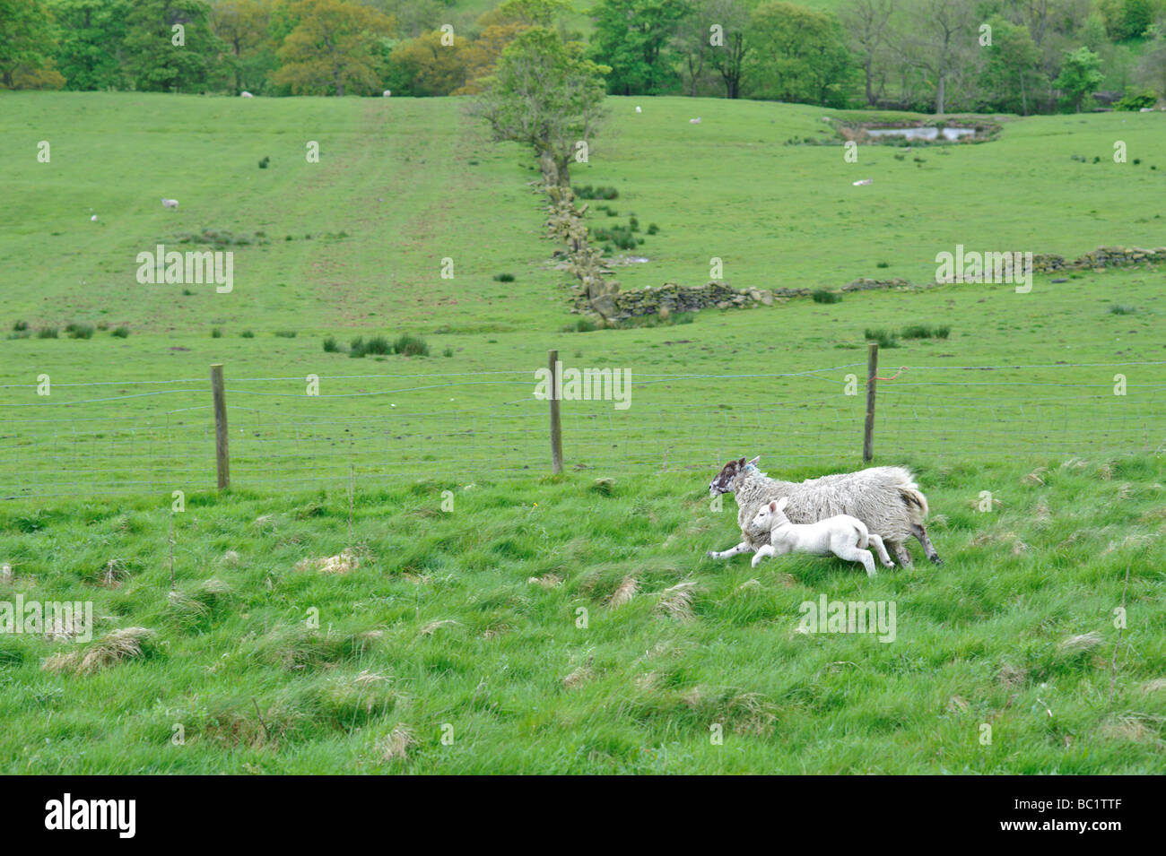 English Sheep Farm High Resolution Stock Photography and Images - Alamy