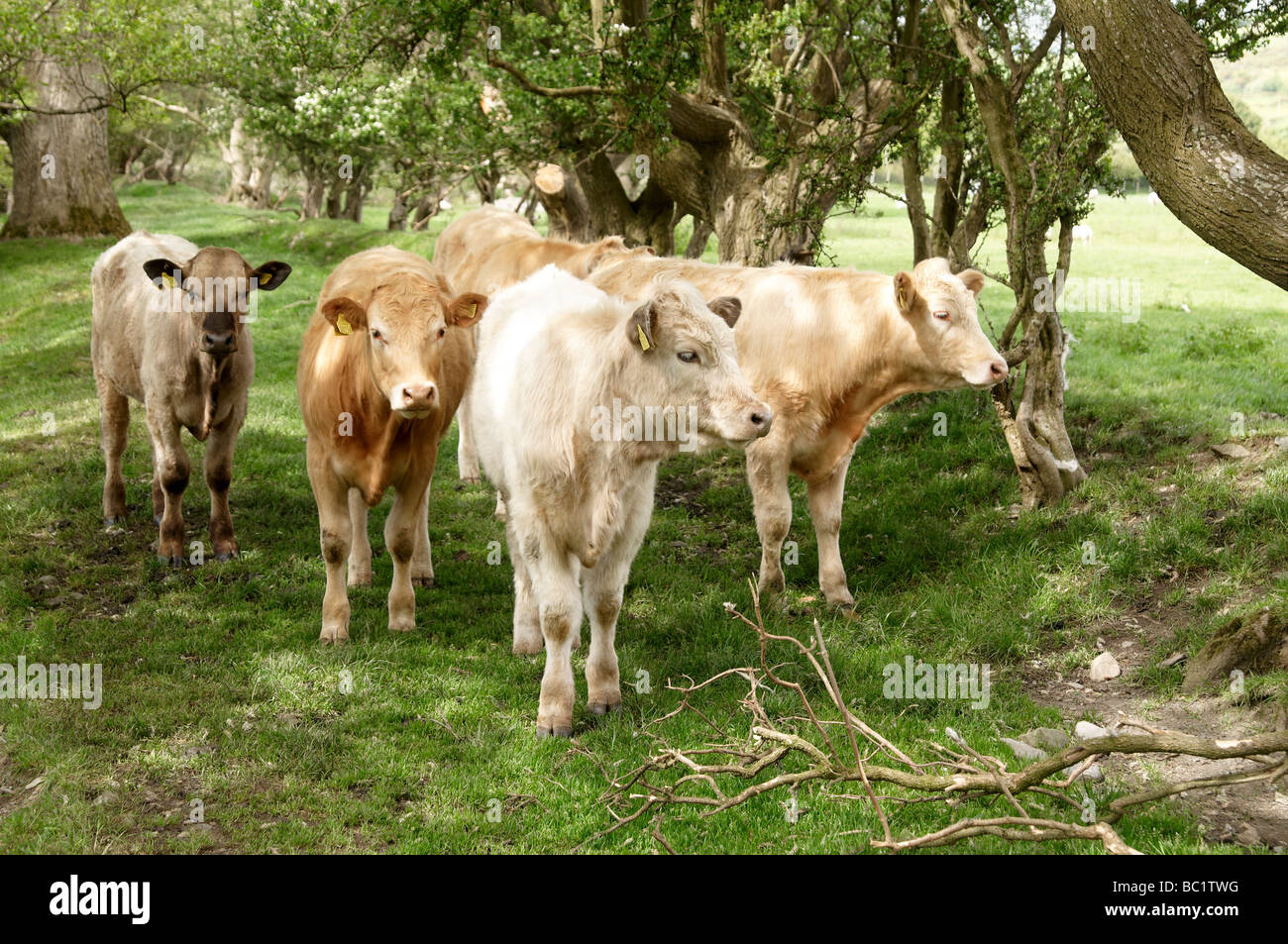 Cattle under trees hi-res stock photography and images - Alamy
