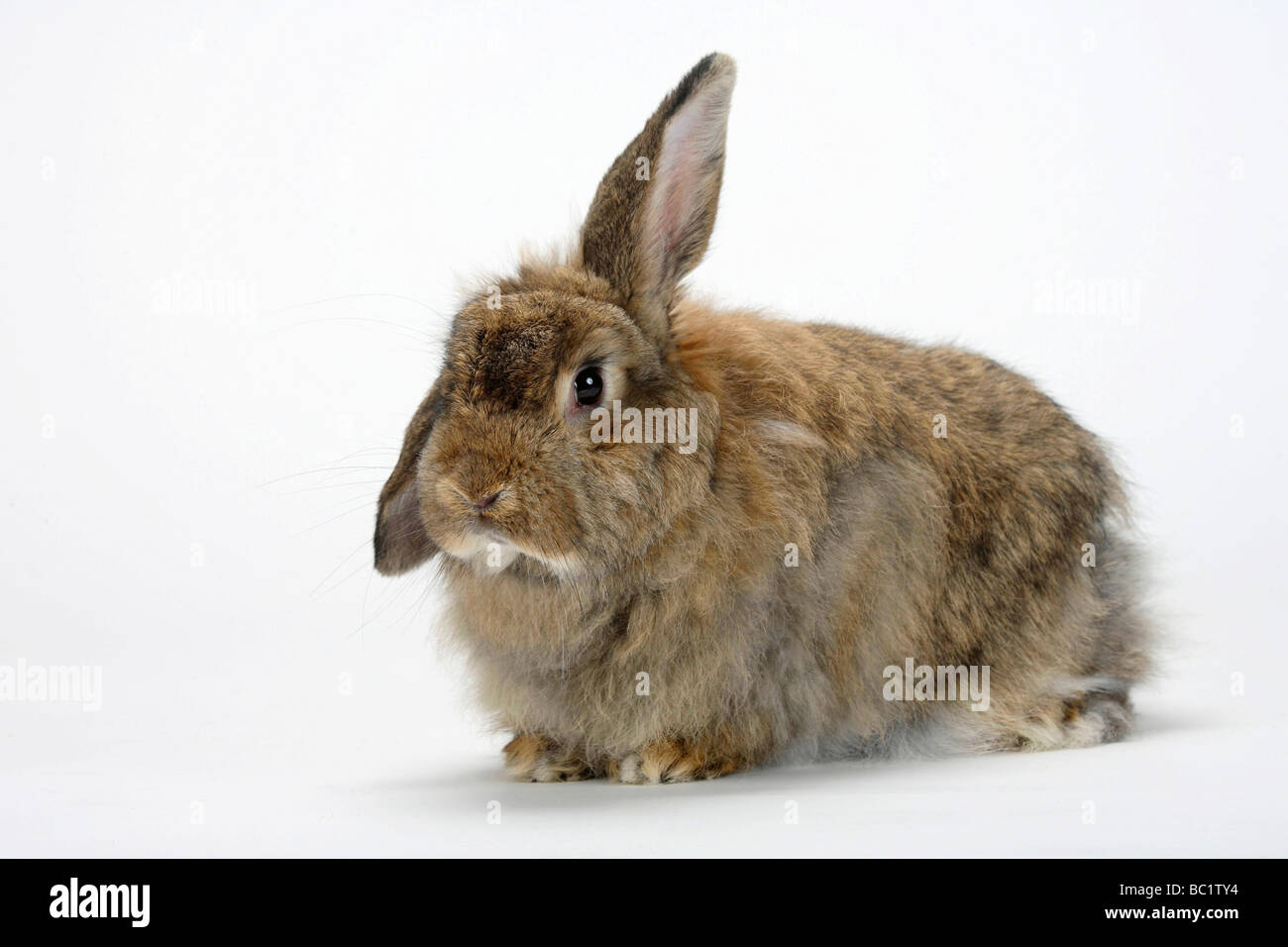 Rabbit cut out hi-res stock photography and images - Alamy