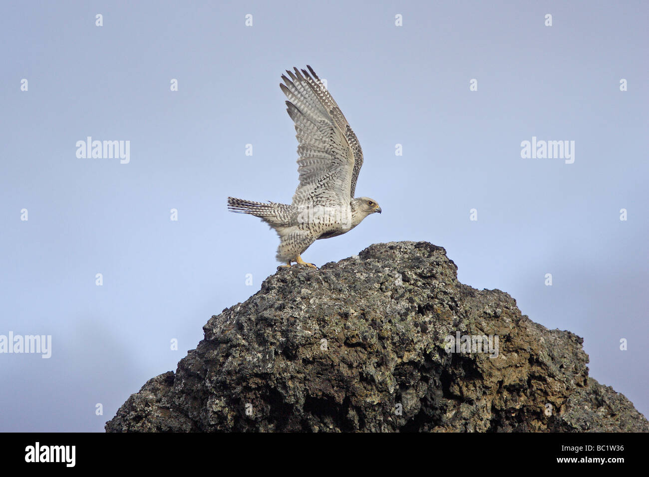 Female Gyr Falcon in flight Stock Photo - Alamy