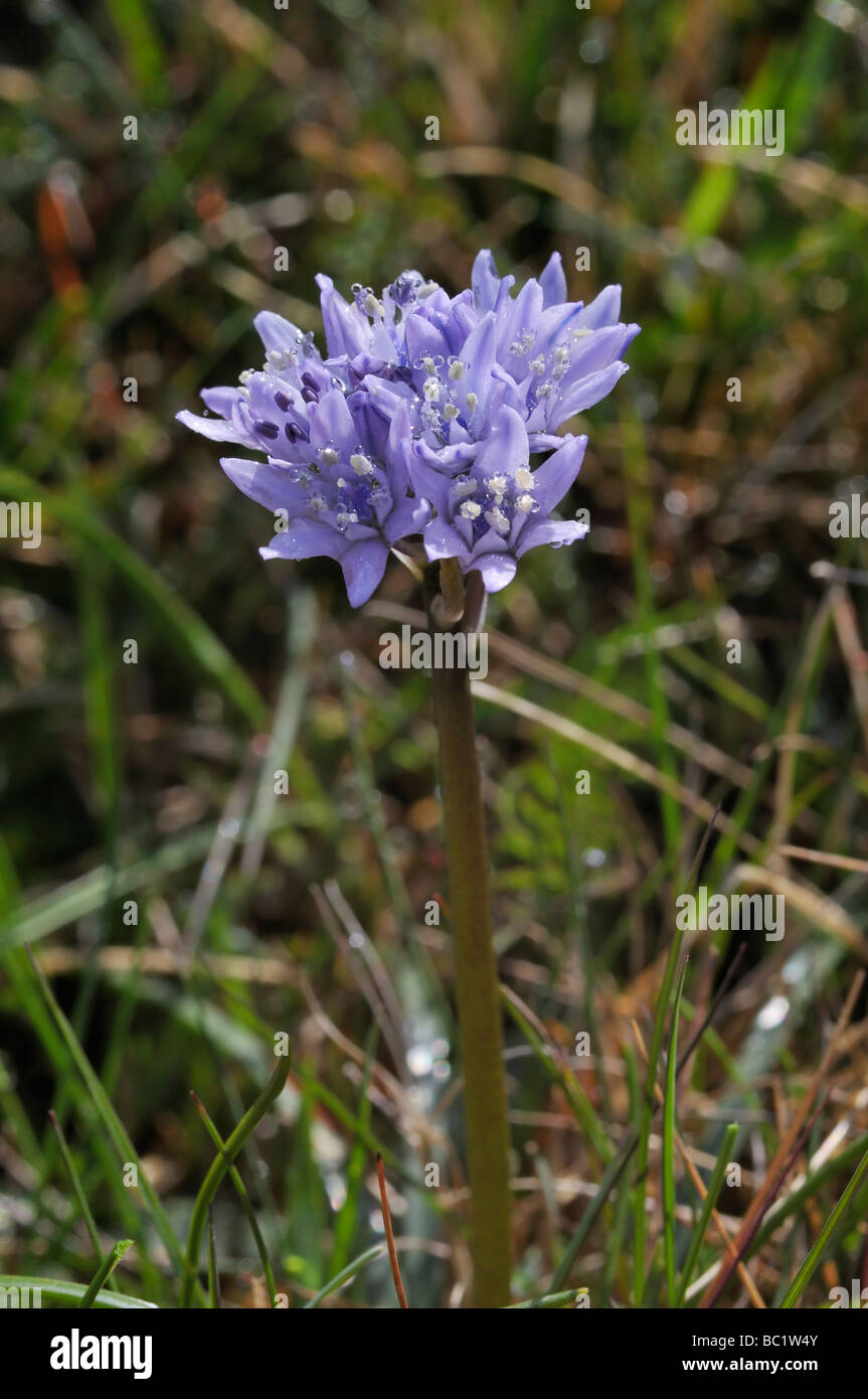 Spring squill scilla verna flower hi-res stock photography and images ...