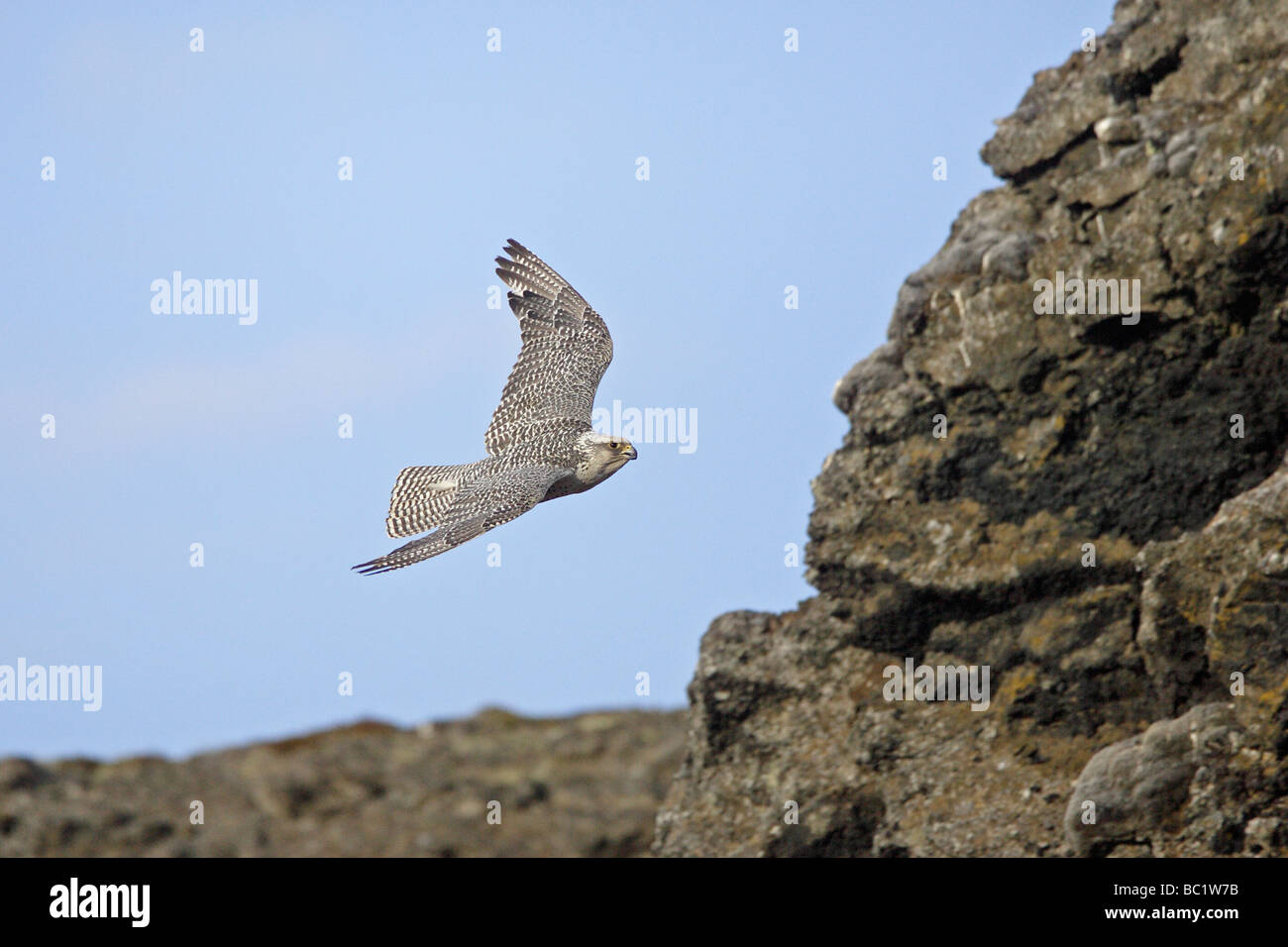 Female Gyr Falcon in flight Stock Photo - Alamy