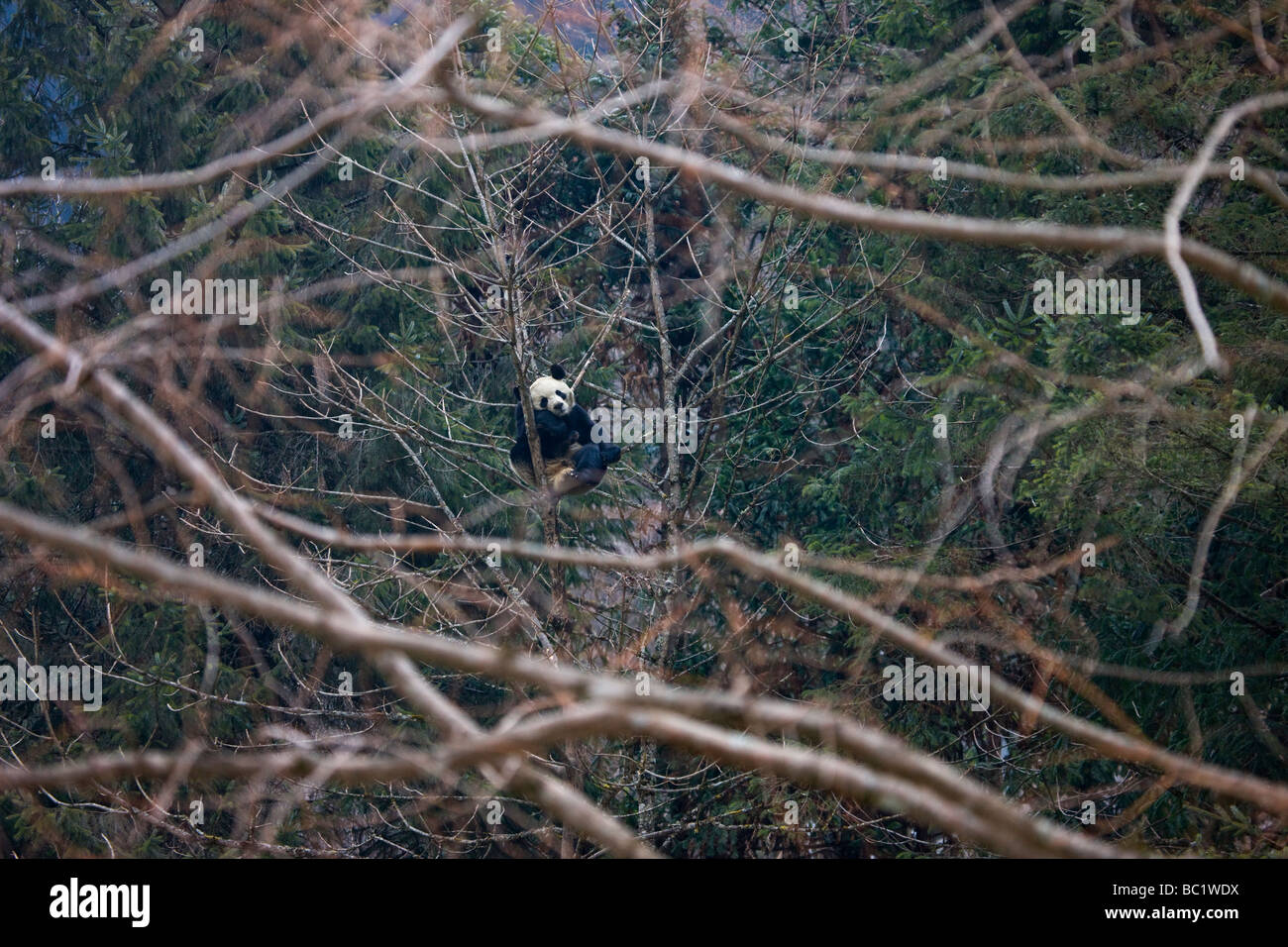 Giant panda cub on tree Wolong Sichuan China Stock Photo - Alamy