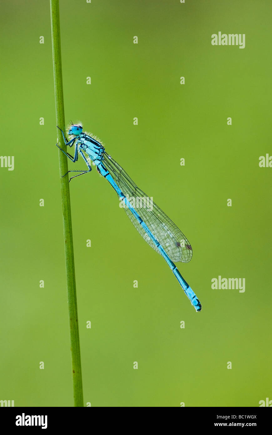 Common Blue damselfly (Enallagma cyathigerum Stock Photo - Alamy Common Blue damselfly (Enallagma cyathigerum Stock Photo - Alamy