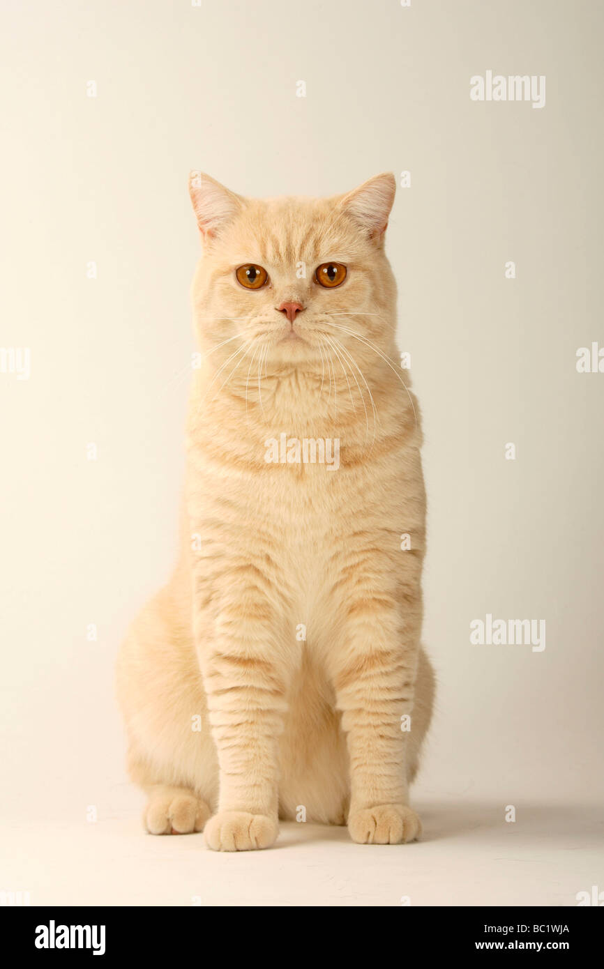 Cat got cream hi-res stock photography and images - Alamy