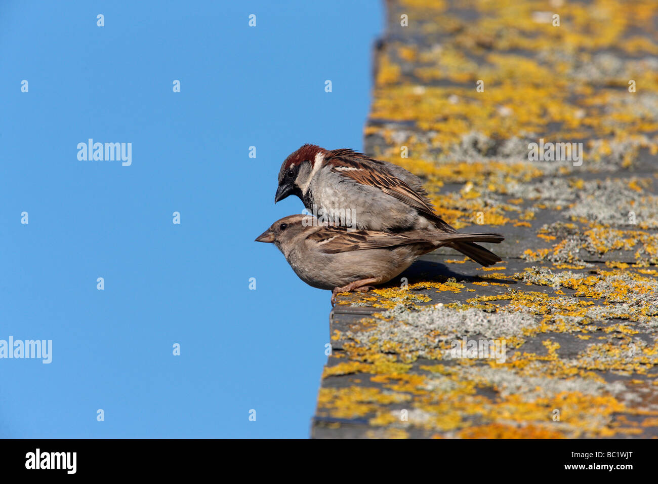 House sparrow Passer domesticus mating Scotland summer Stock Photo - Alamy