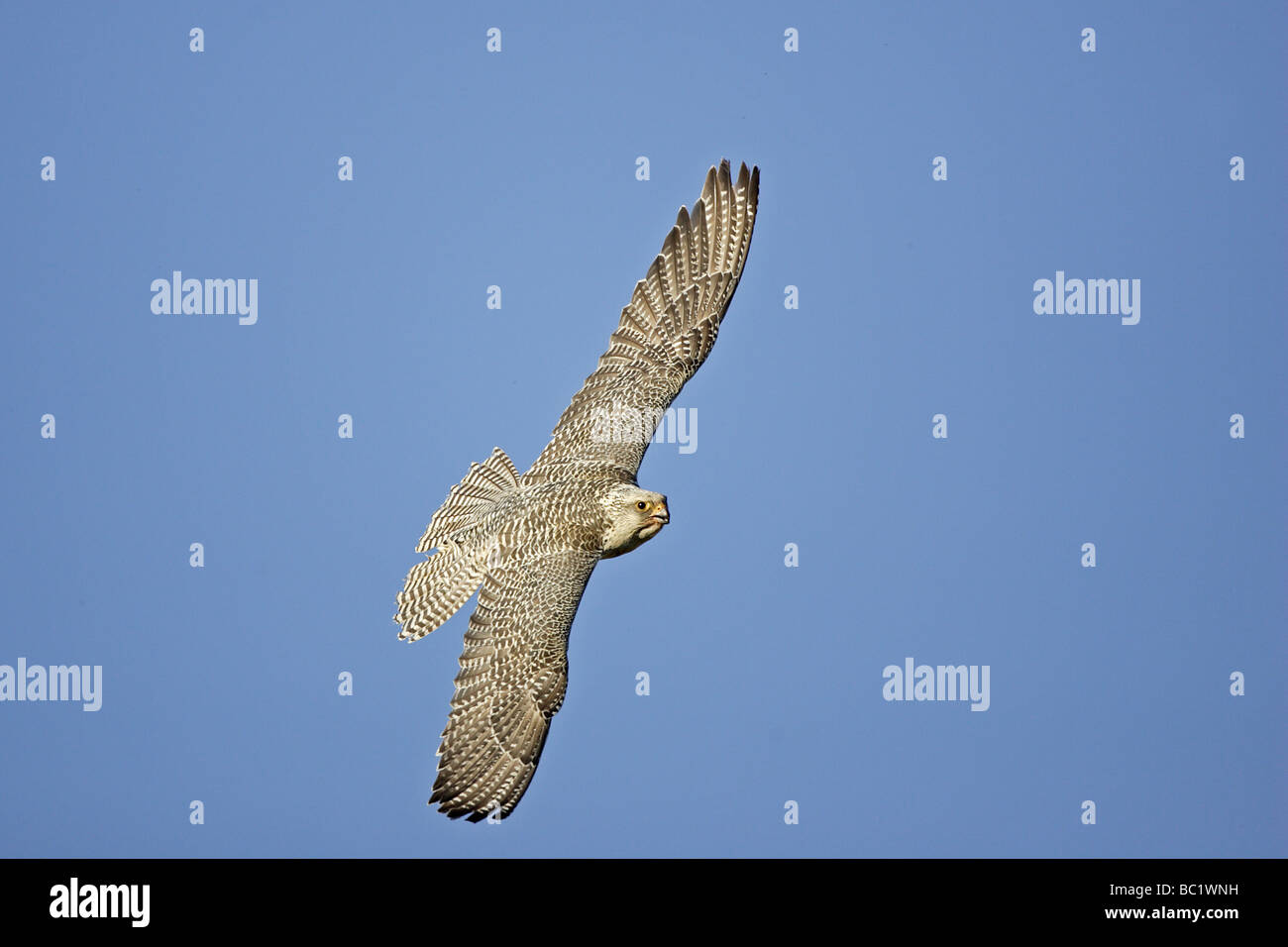Female Gyr Falcon in flight Stock Photo - Alamy