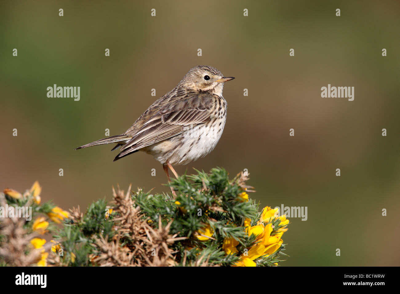 Meadow pipit Anthus pratensis Scotland summer Stock Photo - Alamy