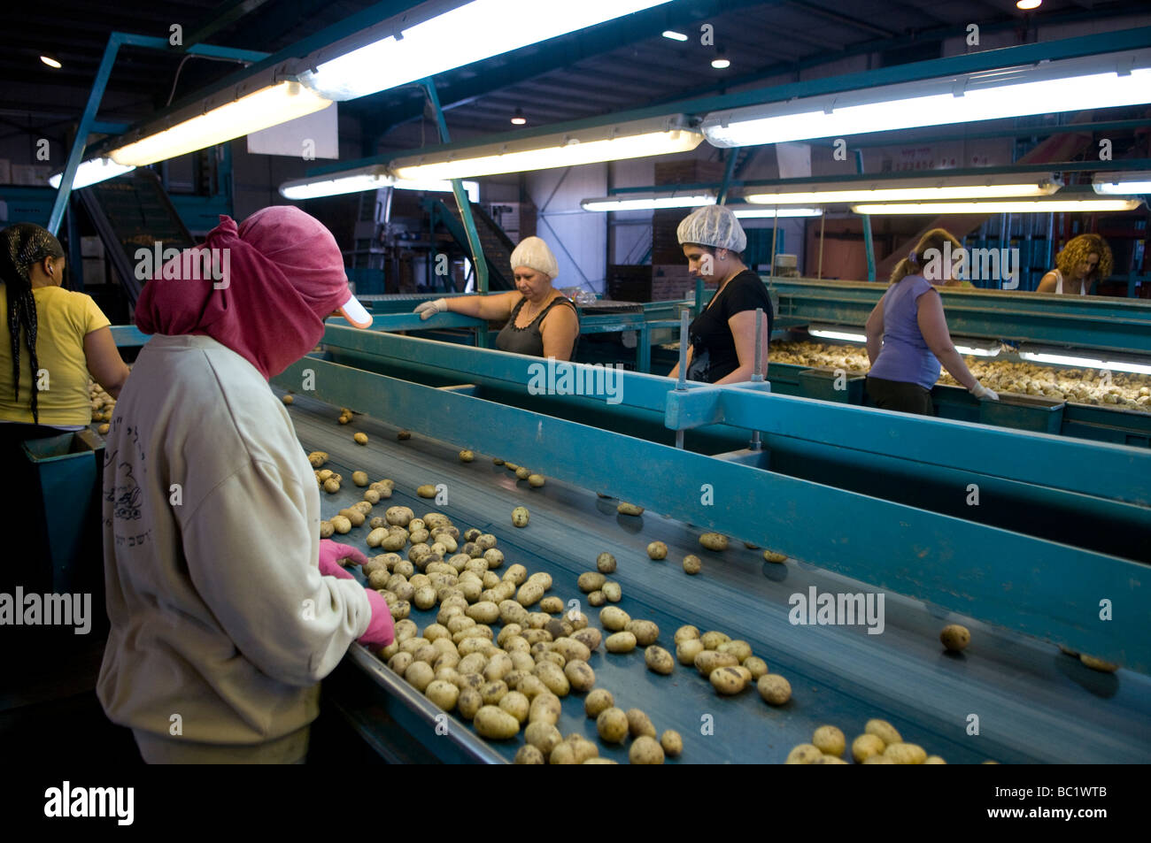 Factory Farm Potatoes High Resolution Stock Photography and Images - Alamy
