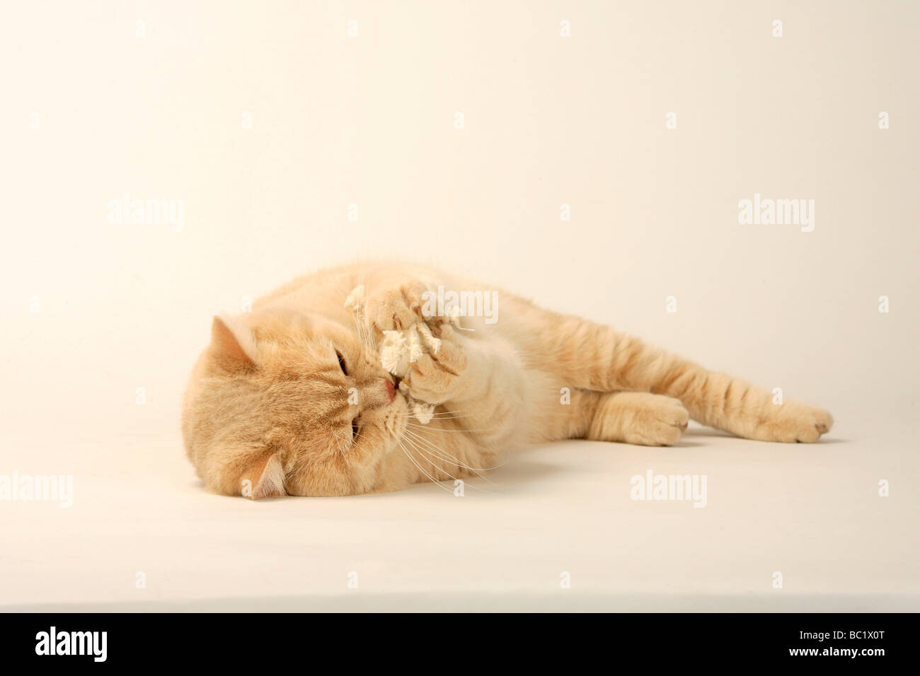 British Shorthair Cat tomcat cream toy Stock Photo - Alamy