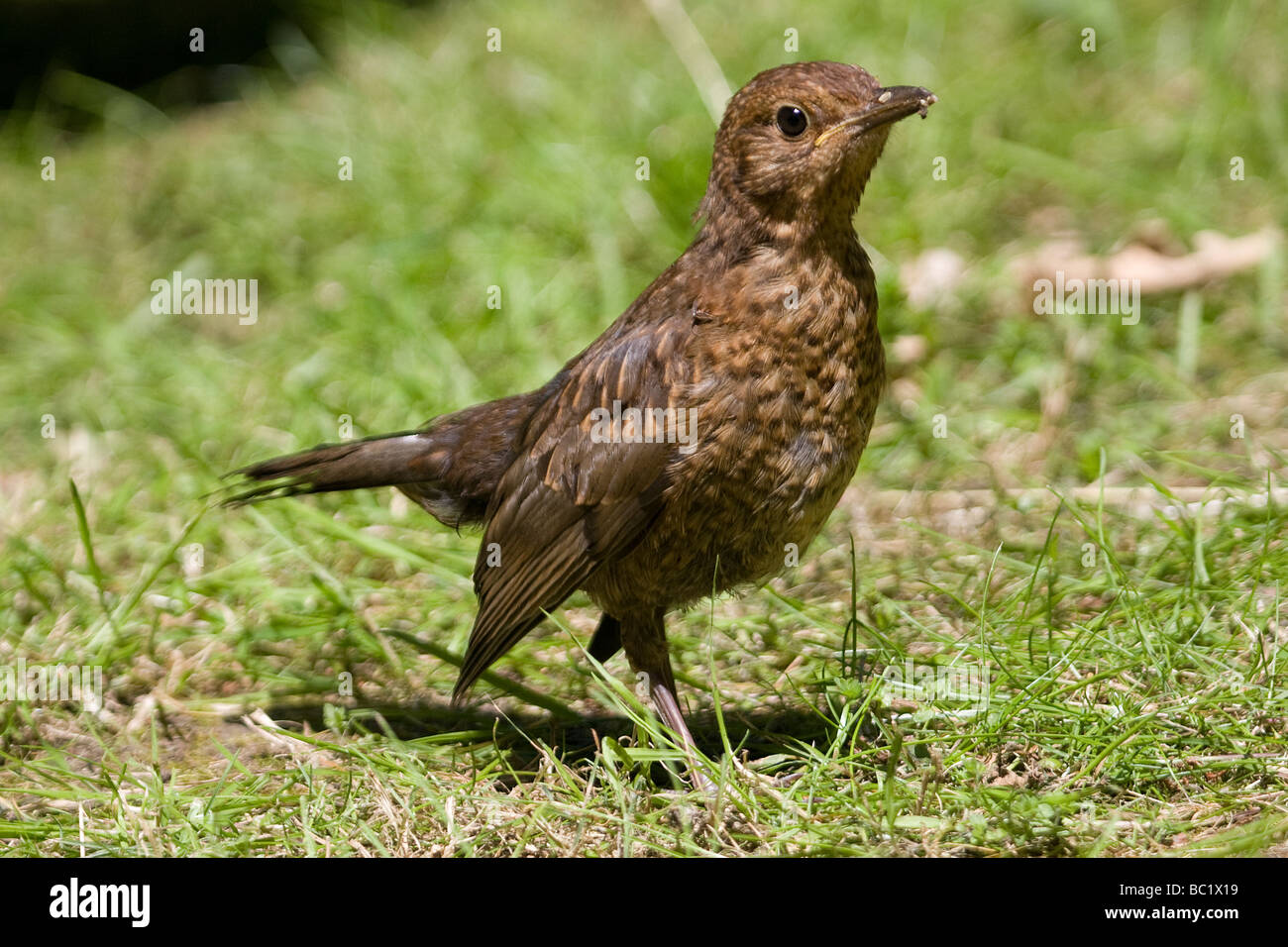 Female Blackbird feeding Stock Photo - Alamy