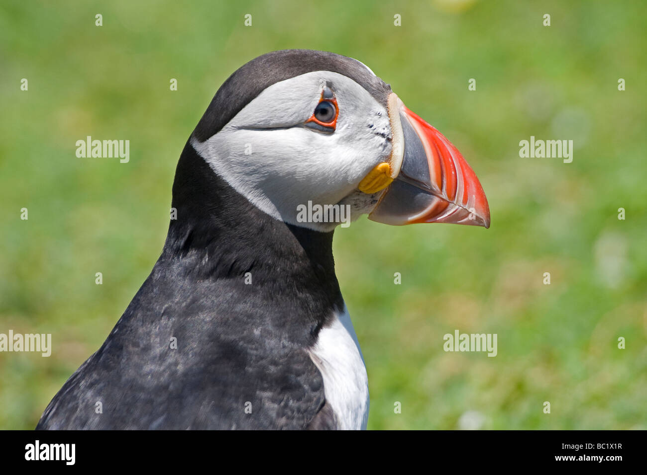 Atlantic Puffin (Fratercula arctica) portrait Stock Photo - Alamy