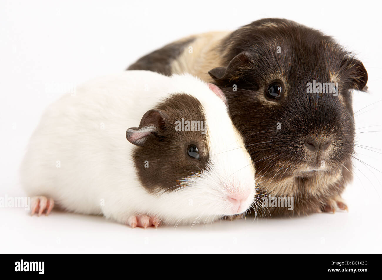 Two Guinea Pigs Against White Background Stock Photo - Alamy