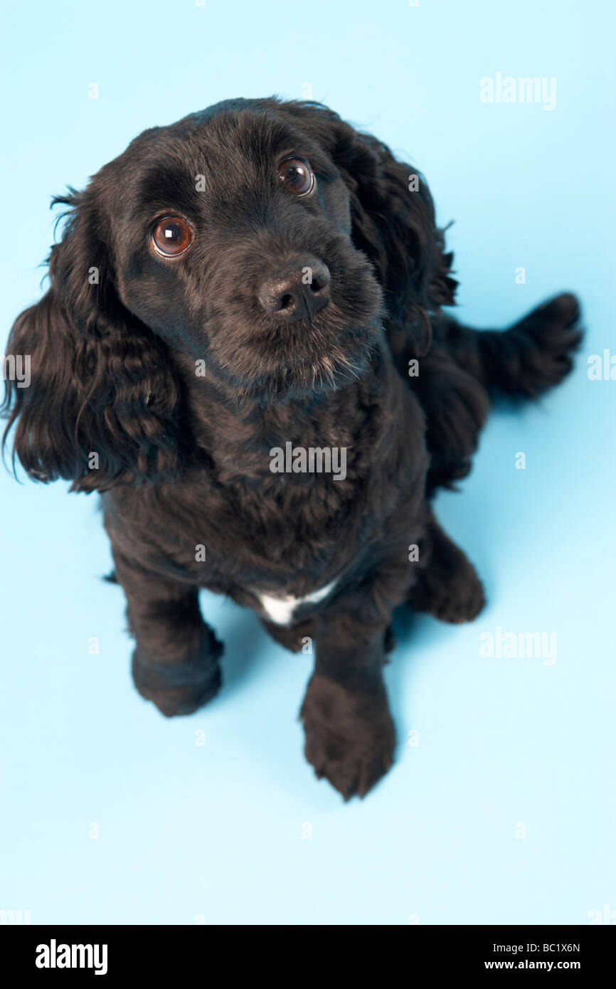 Black Spaniel Puppy In Studio Stock Photo - Alamy
