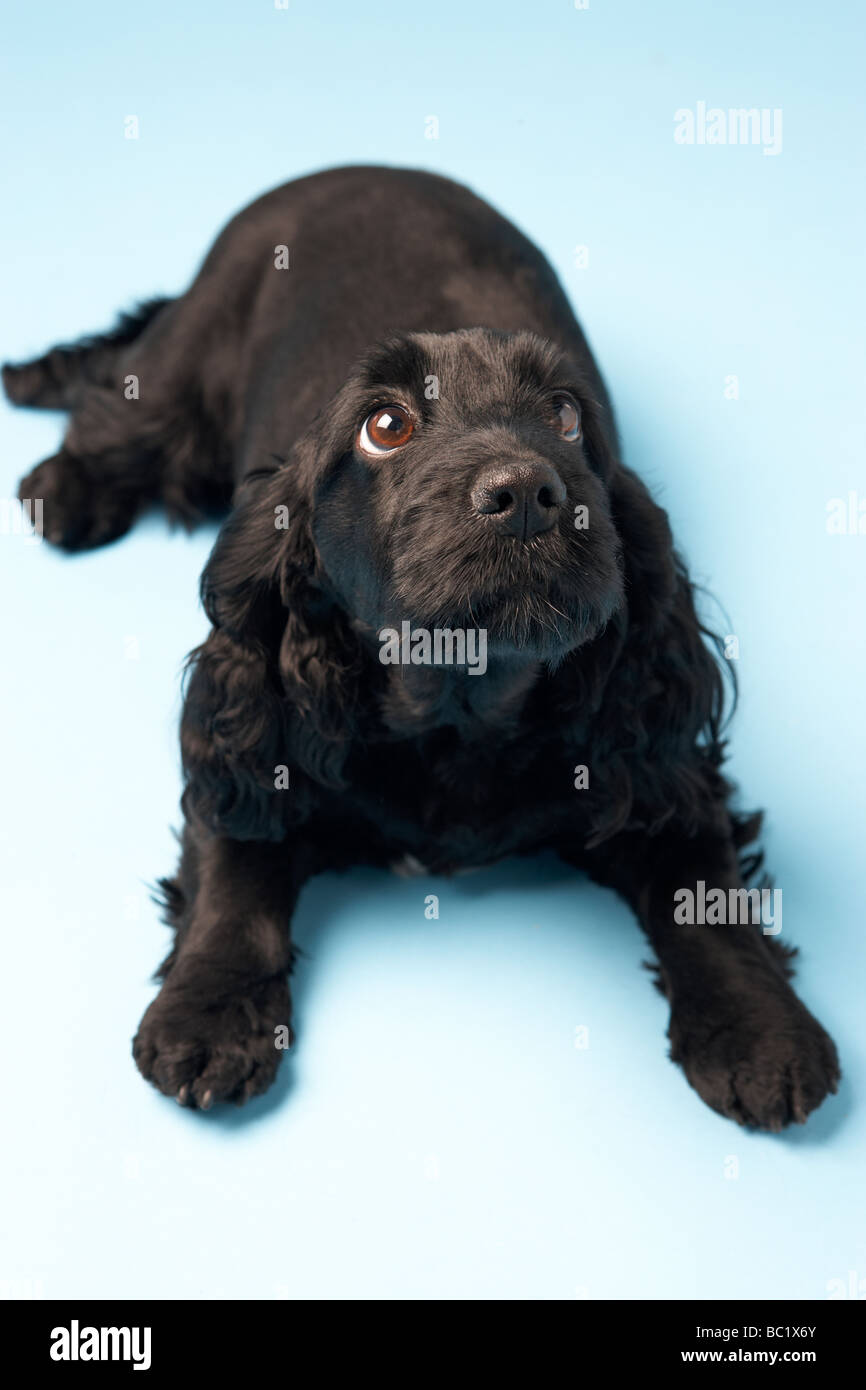 Black dog studio hi-res stock photography and images - Alamy
