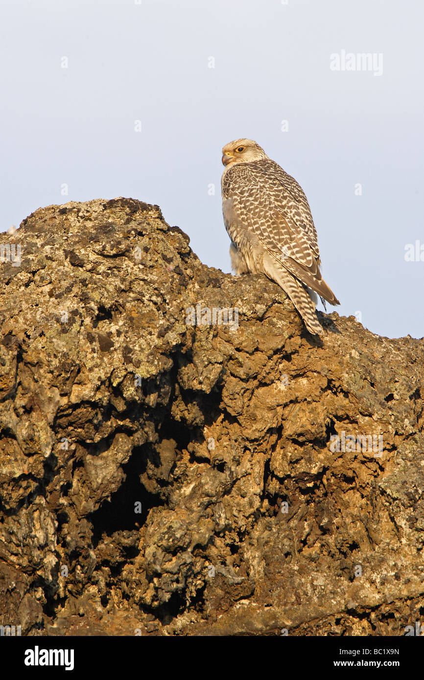 Falcon rock hi-res stock photography and images - Alamy