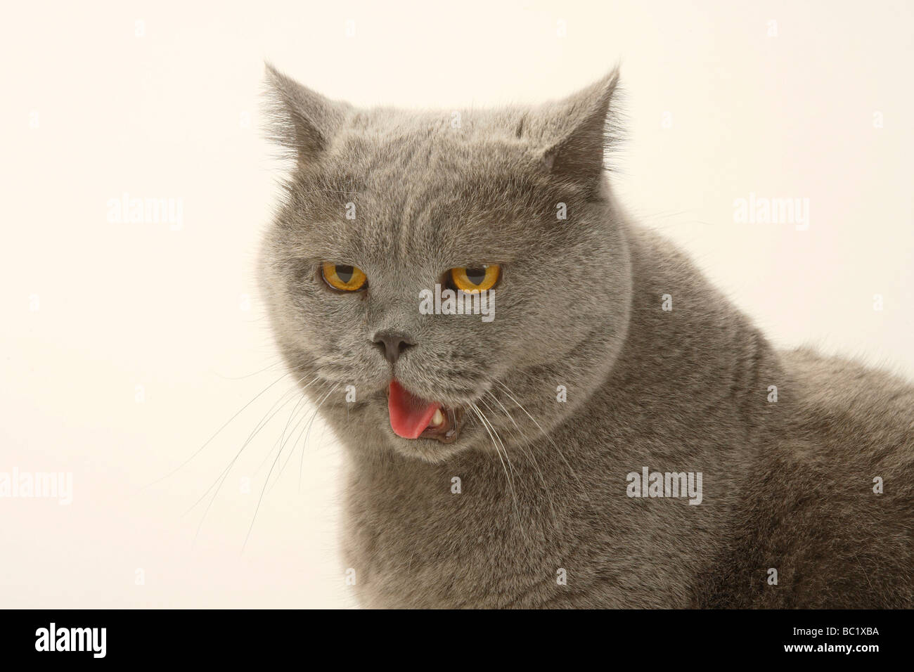 British Shorthair Cat tomcat blue Stock Photo - Alamy