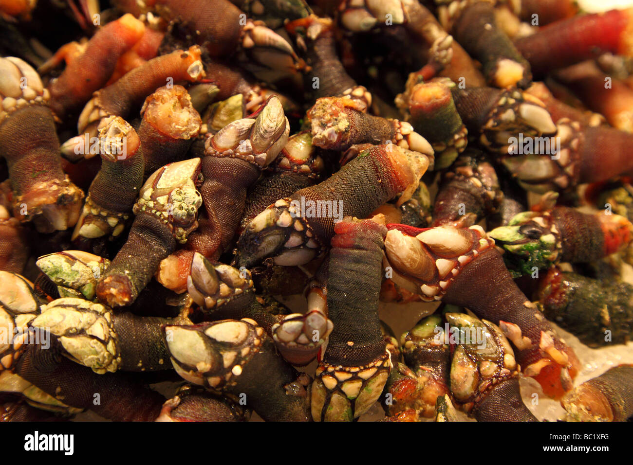 Molluscs hi-res stock photography and images - Alamy