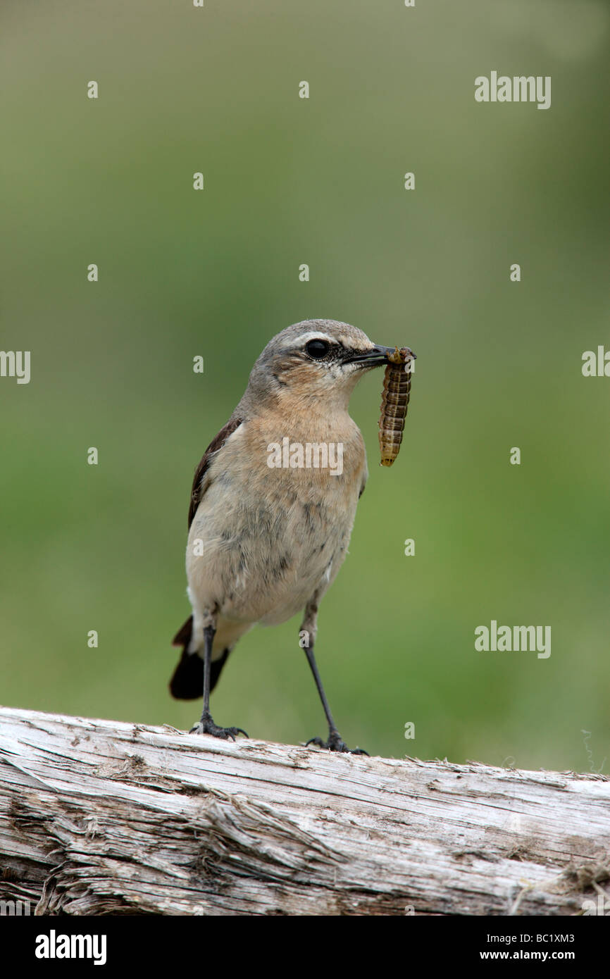 Northern wheatear Oenanthe oenanthe female Scotland summer Stock Photo ...