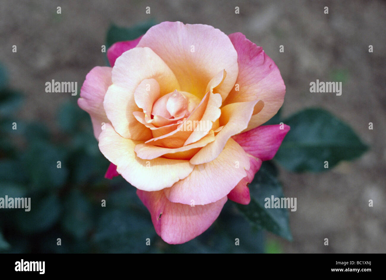 Nice garden rose Stock Photo - Alamy