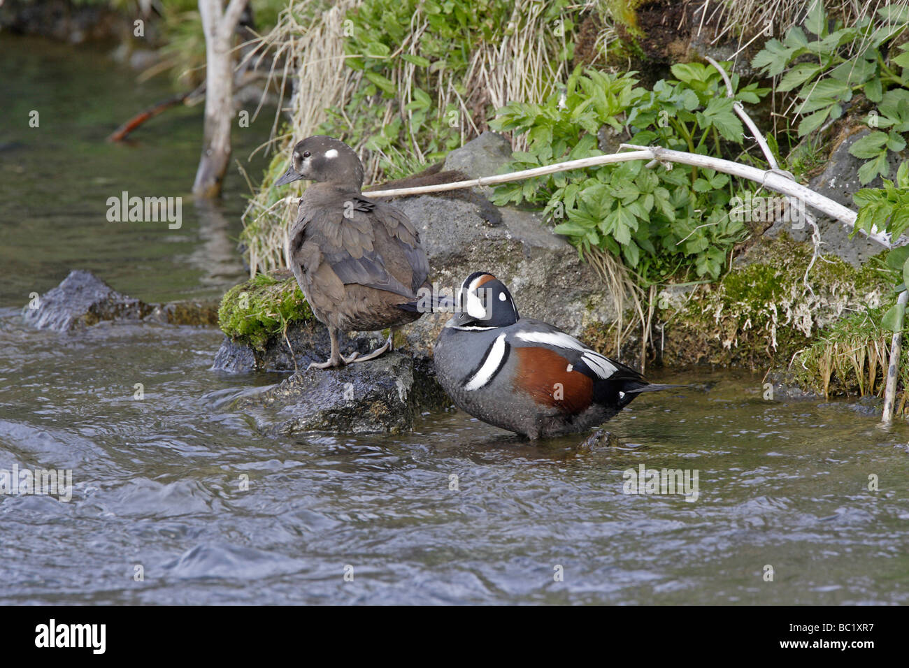 Male and female Harlequin Ducks on river bank Stock Photo - Alamy