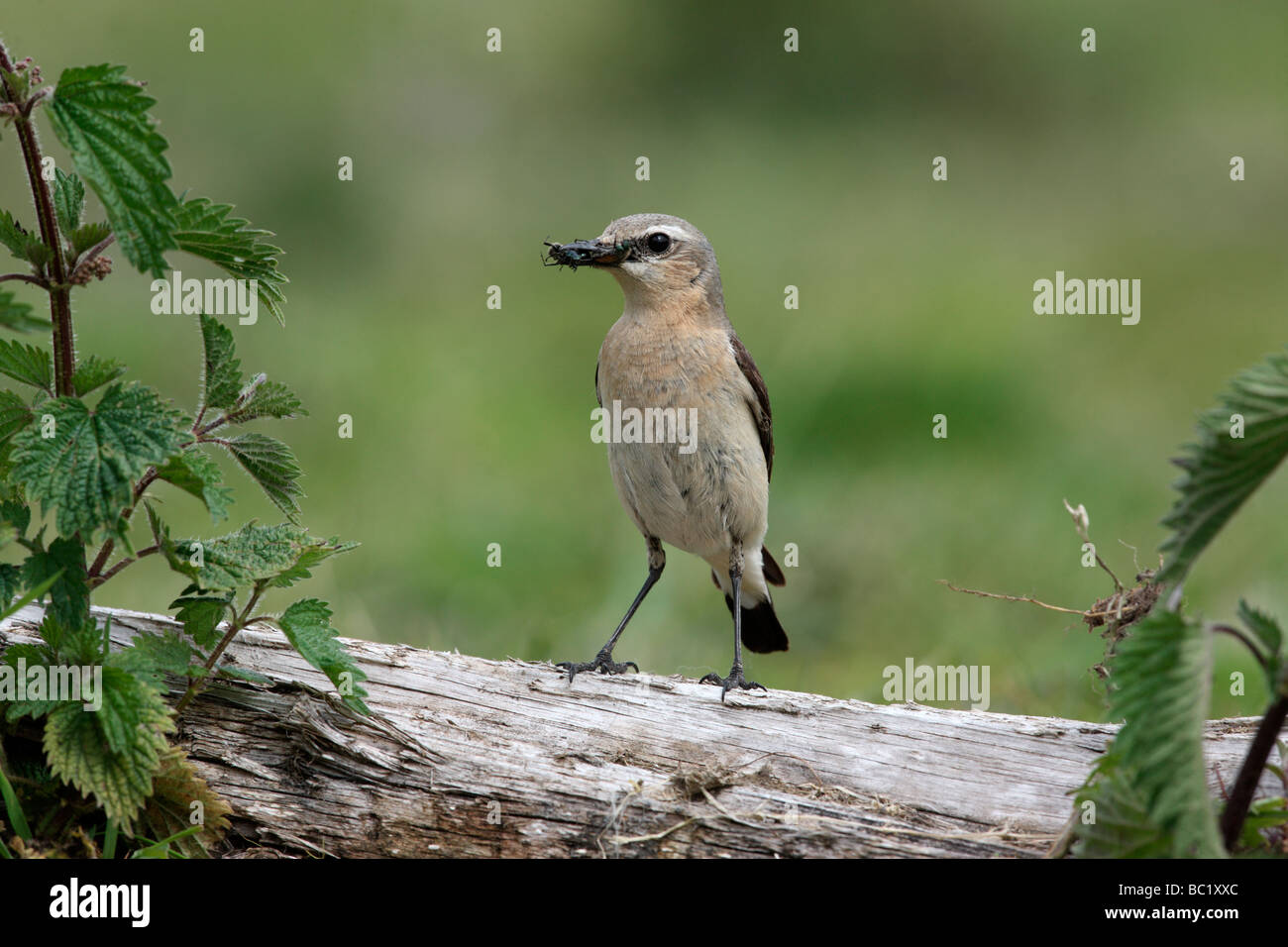 Northern wheatear Oenanthe oenanthe female Scotland summer Stock Photo ...