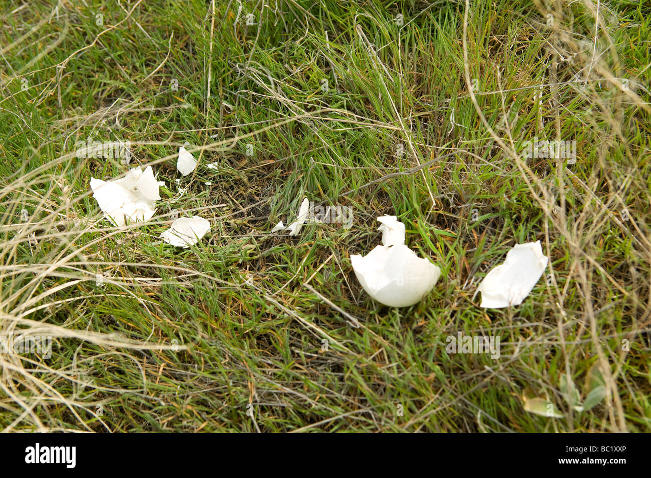 Predated egg hi-res stock photography and images - Alamy