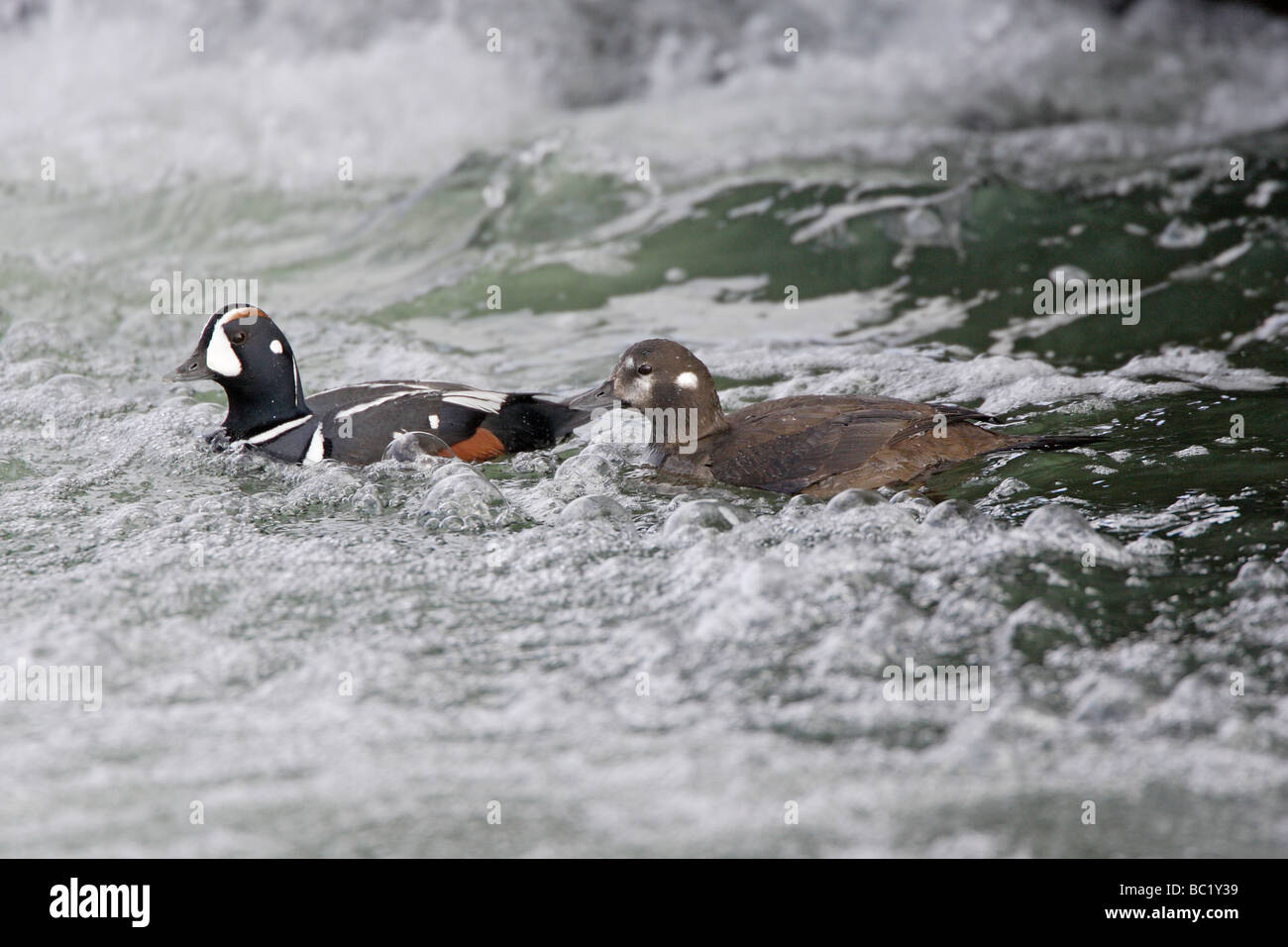 Female harlequin duck hi-res stock photography and images - Alamy