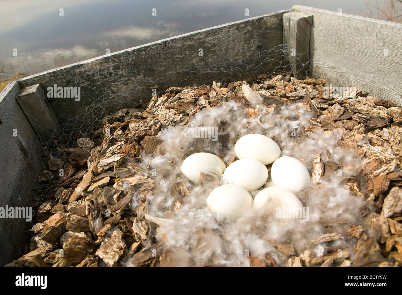 Six Canada goose (Branta canadensis) eggs surrounded by down feathers ...