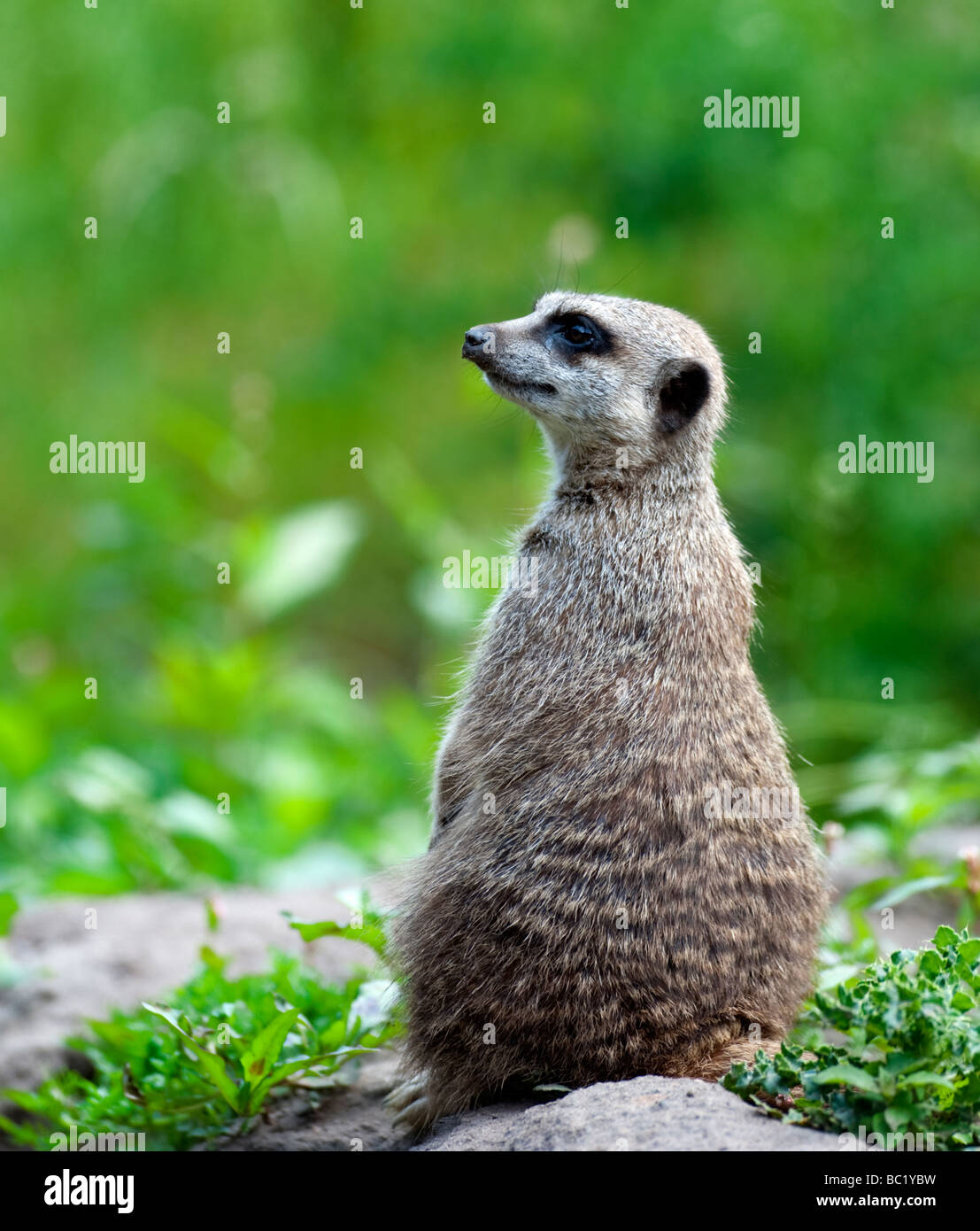 Meerkat africa hi-res stock photography and images - Alamy
