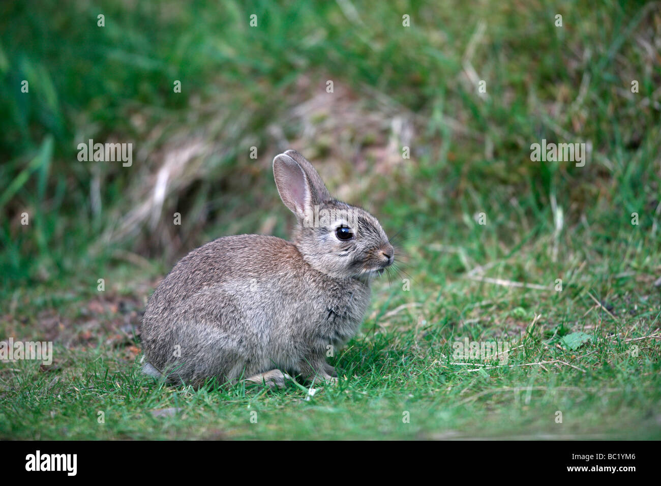 Rabbit Oryctolagus cuniculus Scotland summer Stock Photo - Alamy