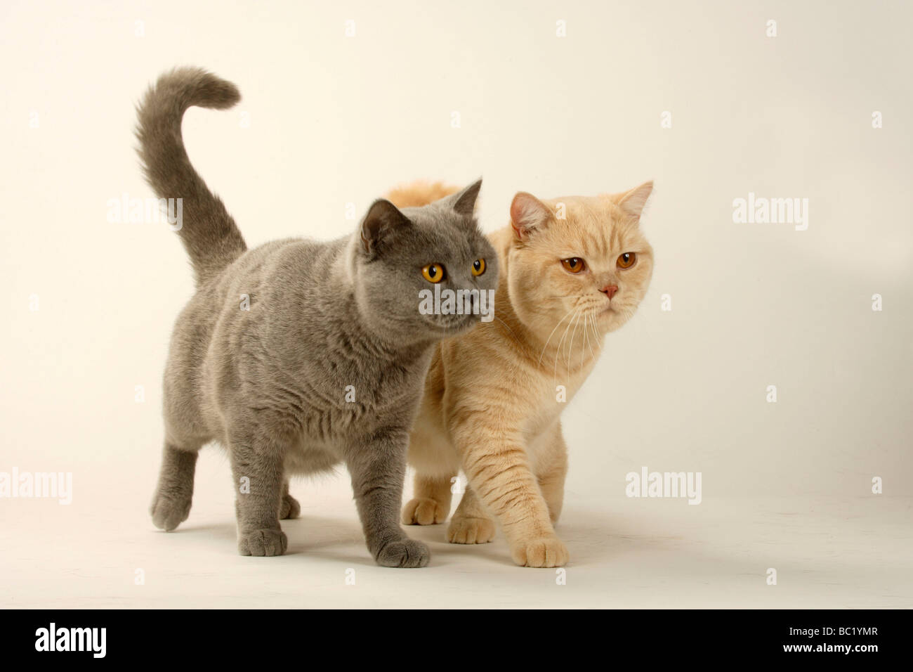 Blue cream british shorthair cat hi-res stock photography and images ...