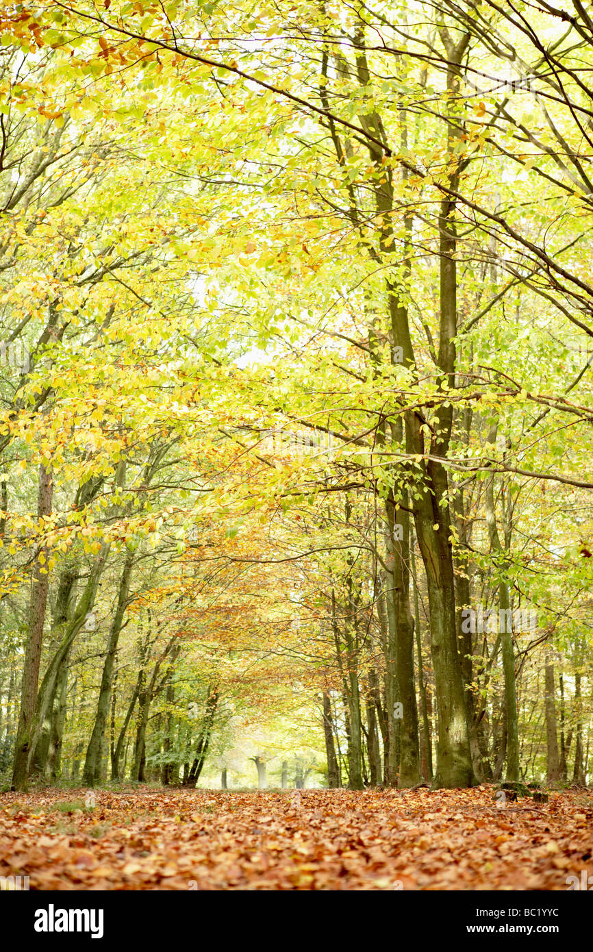Vertical fall autumn nature hi-res stock photography and images - Alamy