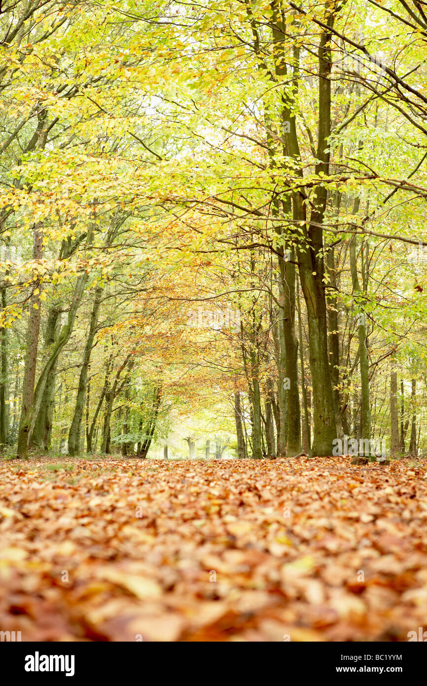 Vertical fall autumn nature hi-res stock photography and images - Alamy