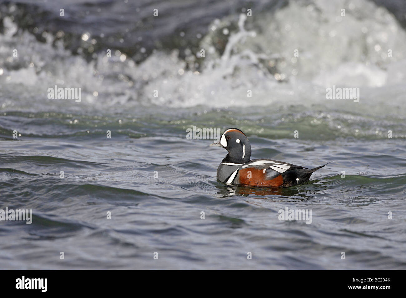 Male Harlequin Duck on fast flowing stream Stock Photo - Alamy