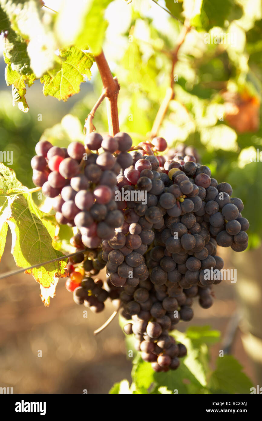 Grapes Growing In South African Vineyard Stock Photo - Alamy